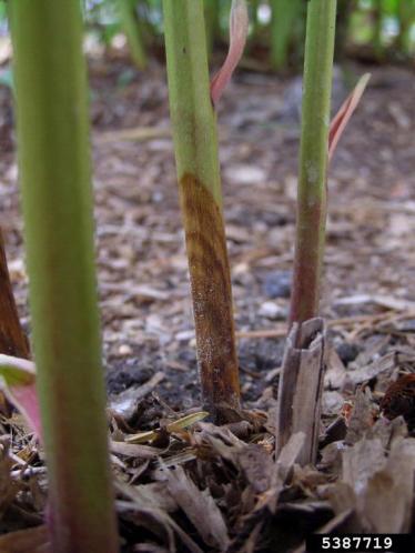 Peony Pests and Diseases – Horticulture For Home Gardeners
