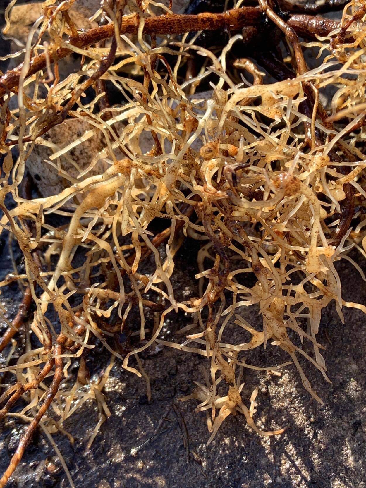 Peony Pests and Diseases – Horticulture For Home Gardeners