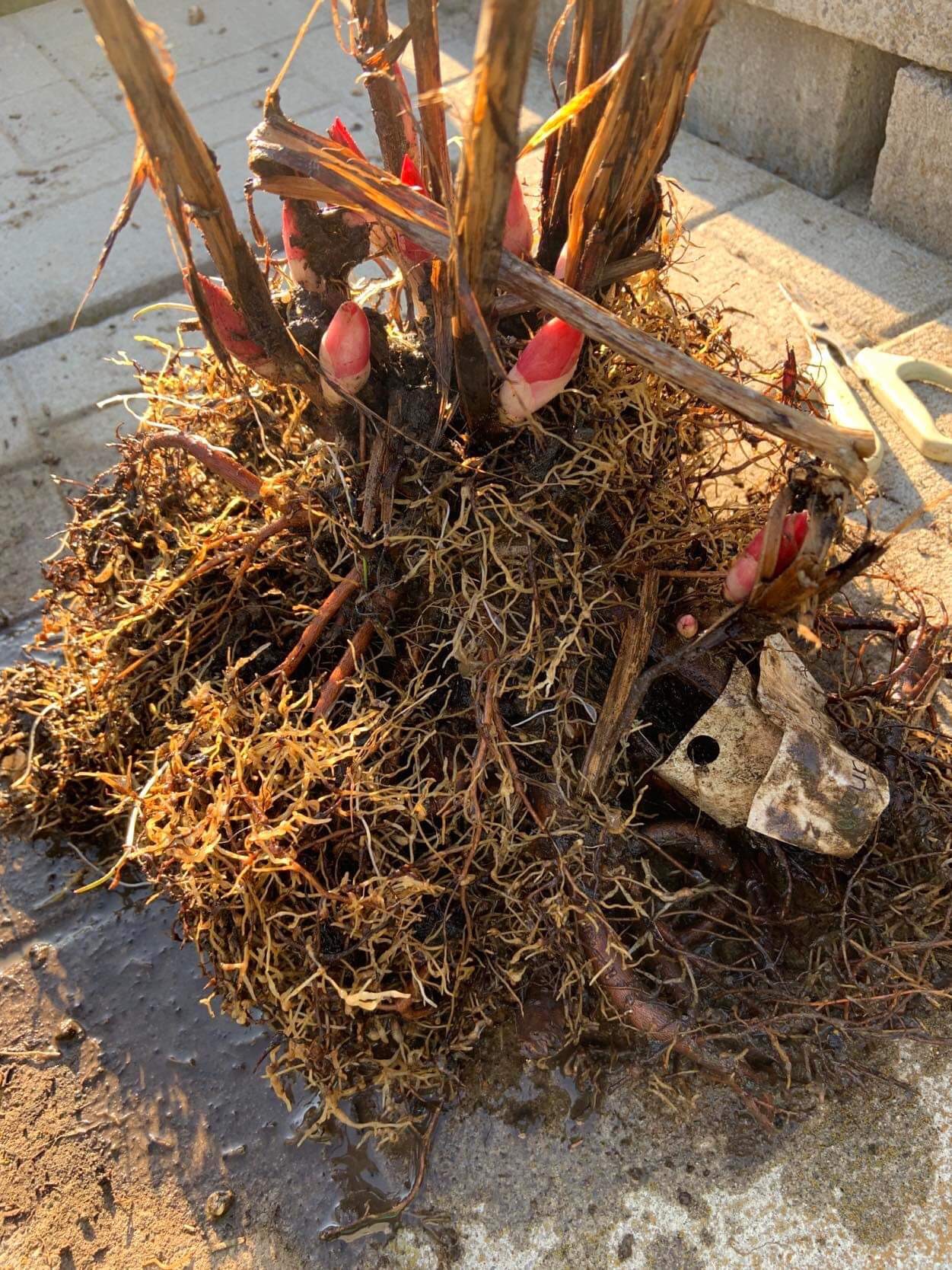 Peony Pests and Diseases – Horticulture For Home Gardeners