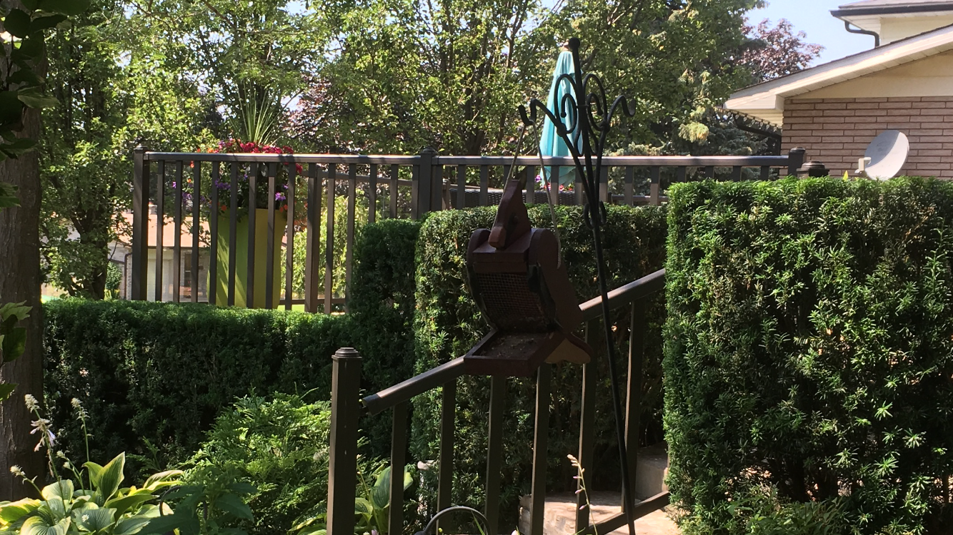 Yew Pests and Diseases – Horticulture For Home Gardeners