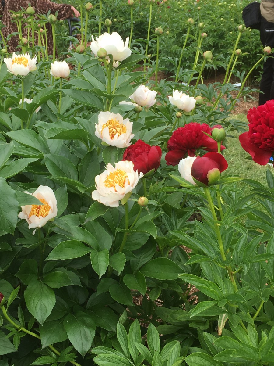 Peony Pests and Diseases – Horticulture For Home Gardeners