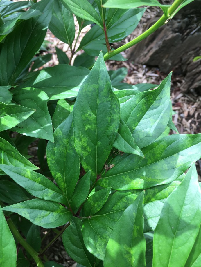 Peony Pests and Diseases – Horticulture For Home Gardeners