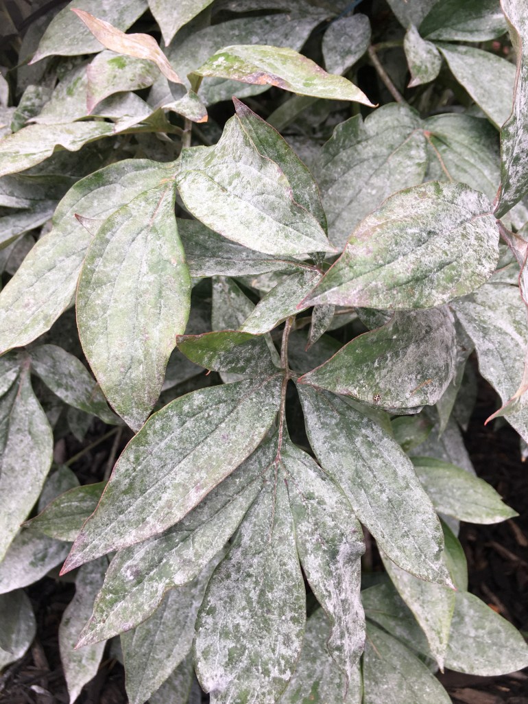 Peony Pests and Diseases – Horticulture For Home Gardeners