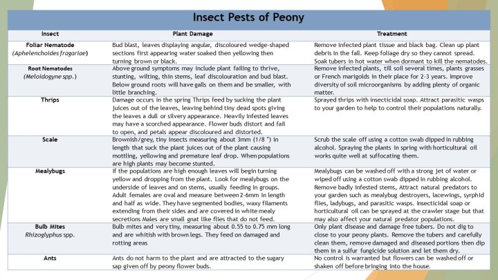 Peony Pests and Diseases – Horticulture For Home Gardeners
