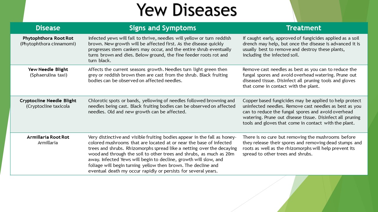 Yew Pests and Diseases – Horticulture For Home Gardeners