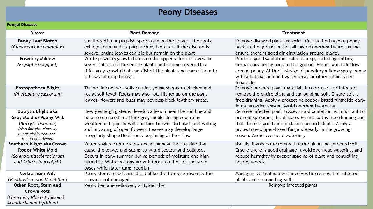 Peony Pests and Diseases – Horticulture For Home Gardeners