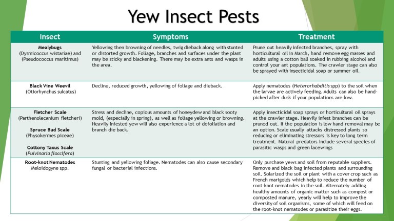 Yew Pests and Diseases – Horticulture For Home Gardeners
