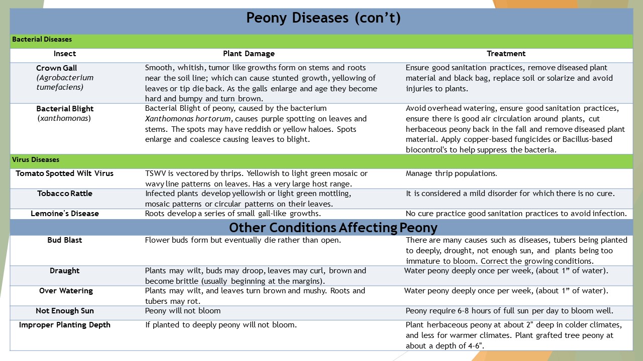 Peony Pests and Diseases – Horticulture For Home Gardeners