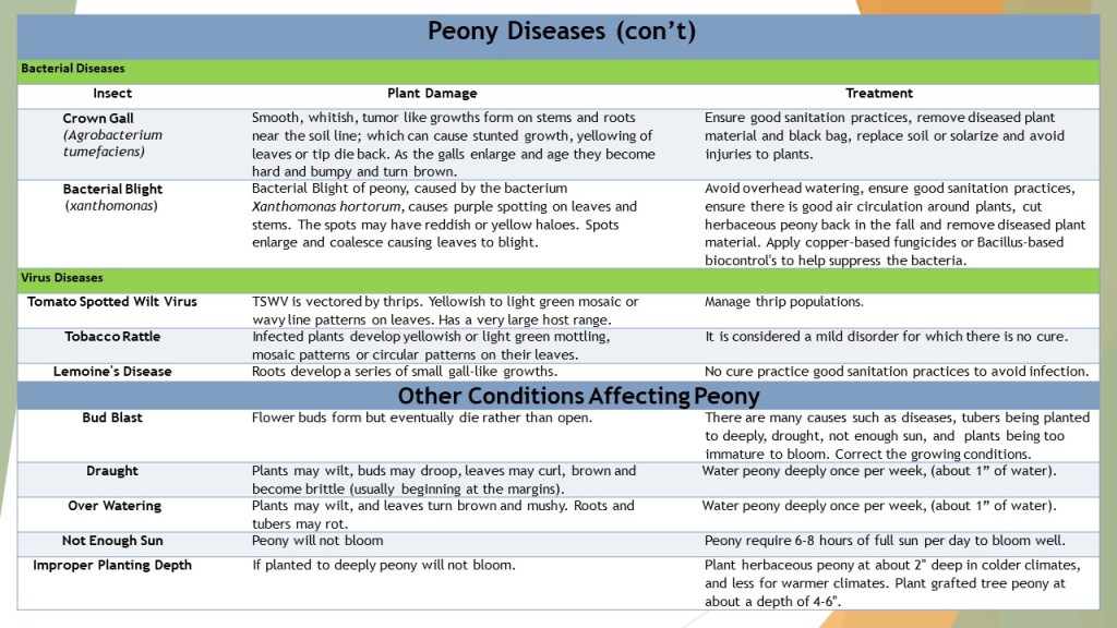 Peony Pests and Diseases – Horticulture For Home Gardeners