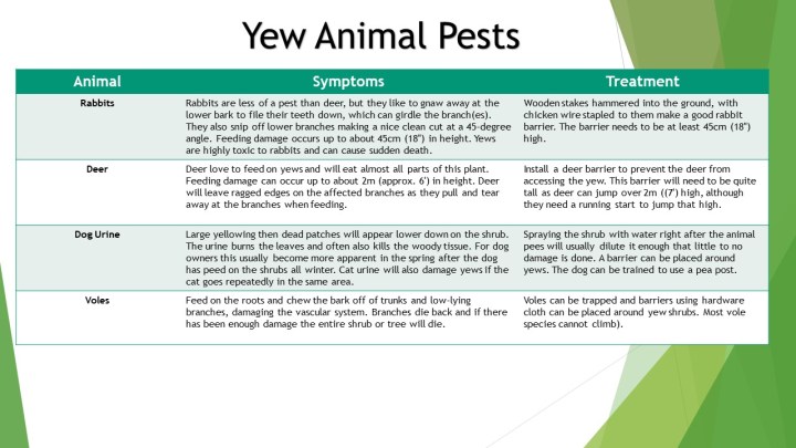 Yew Pests and Diseases – Horticulture For Home Gardeners