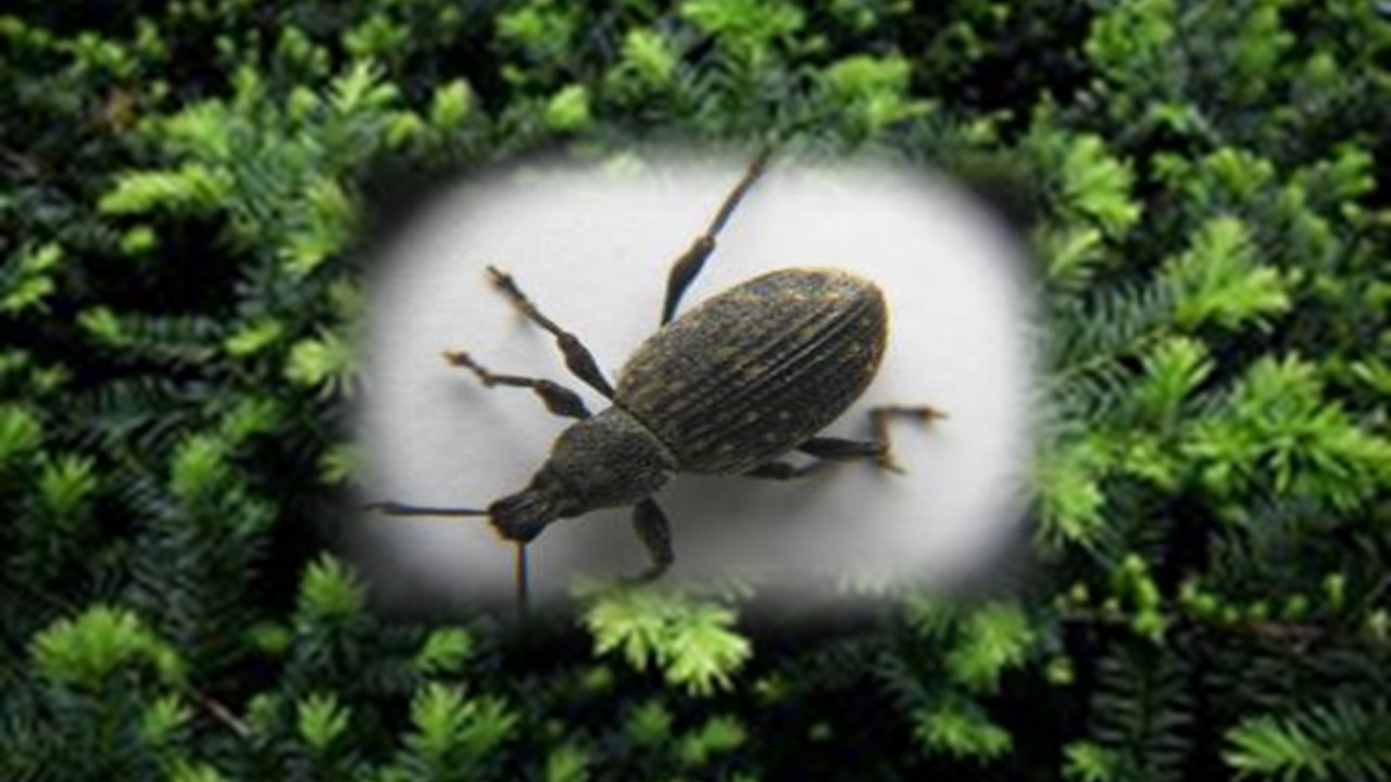 Black Vine Weevils – Horticulture For Home Gardeners