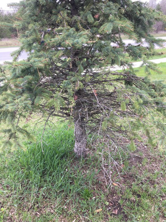Needle Cast Diseases of Spruce – Horticulture For Home Gardeners