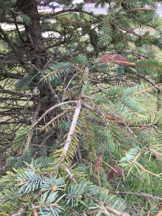 Needle Cast Diseases of Spruce – Horticulture For Home Gardeners