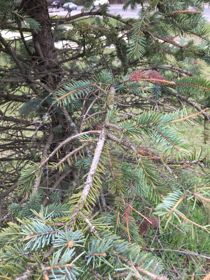 Needle Cast Diseases of Spruce – Horticulture For Home Gardeners