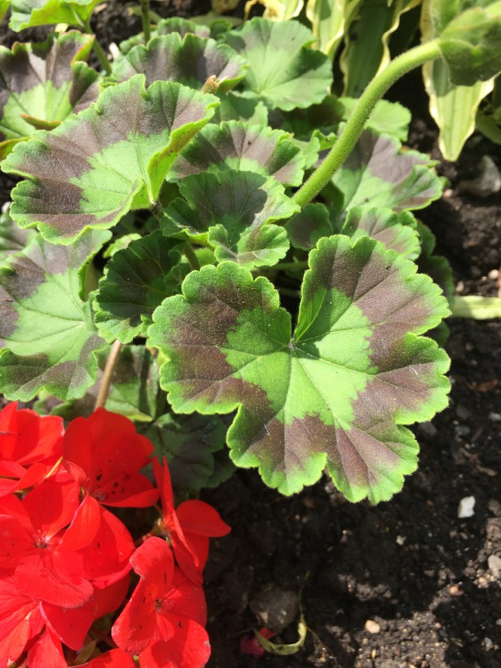 Choosing the Right Geranium (Pelargonium) for Your Home Garden ...