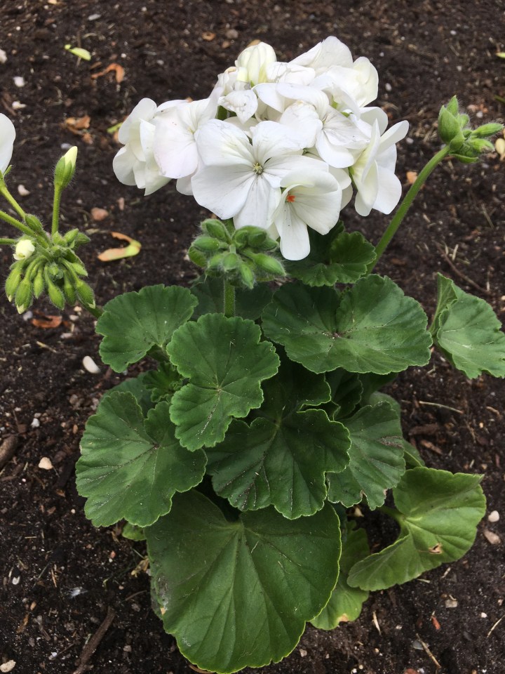 Choosing the Right Geranium (Pelargonium) for Your Home Garden ...