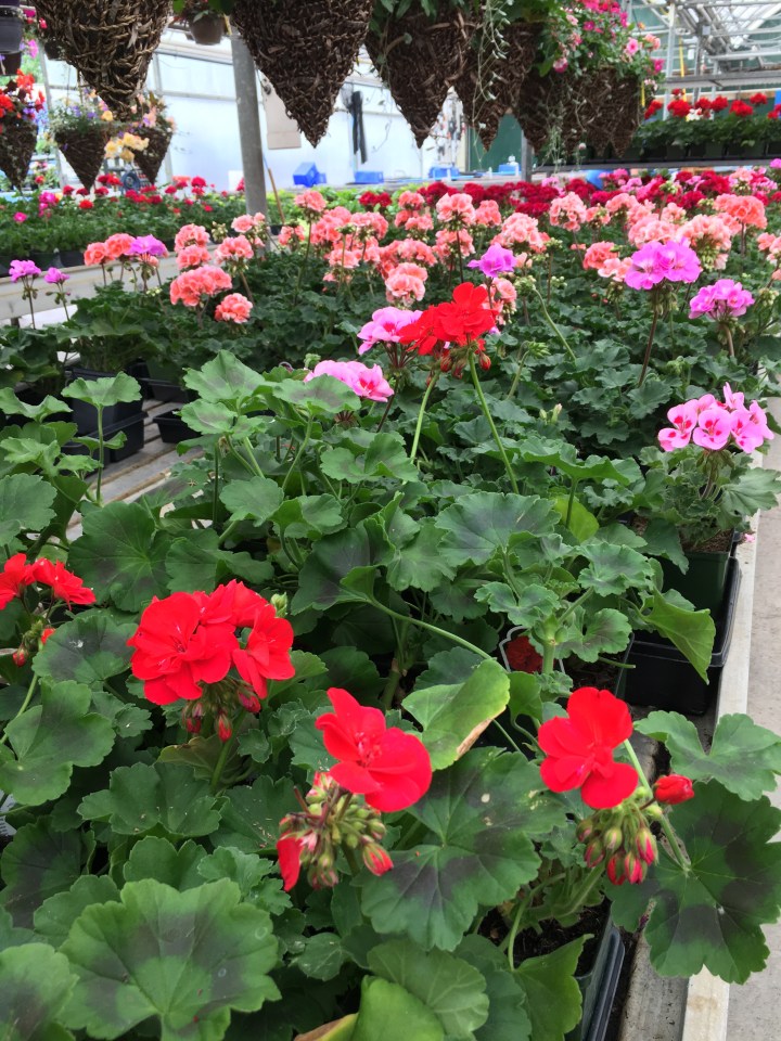 Choosing the Right Geranium (Pelargonium) for Your Home Garden ...
