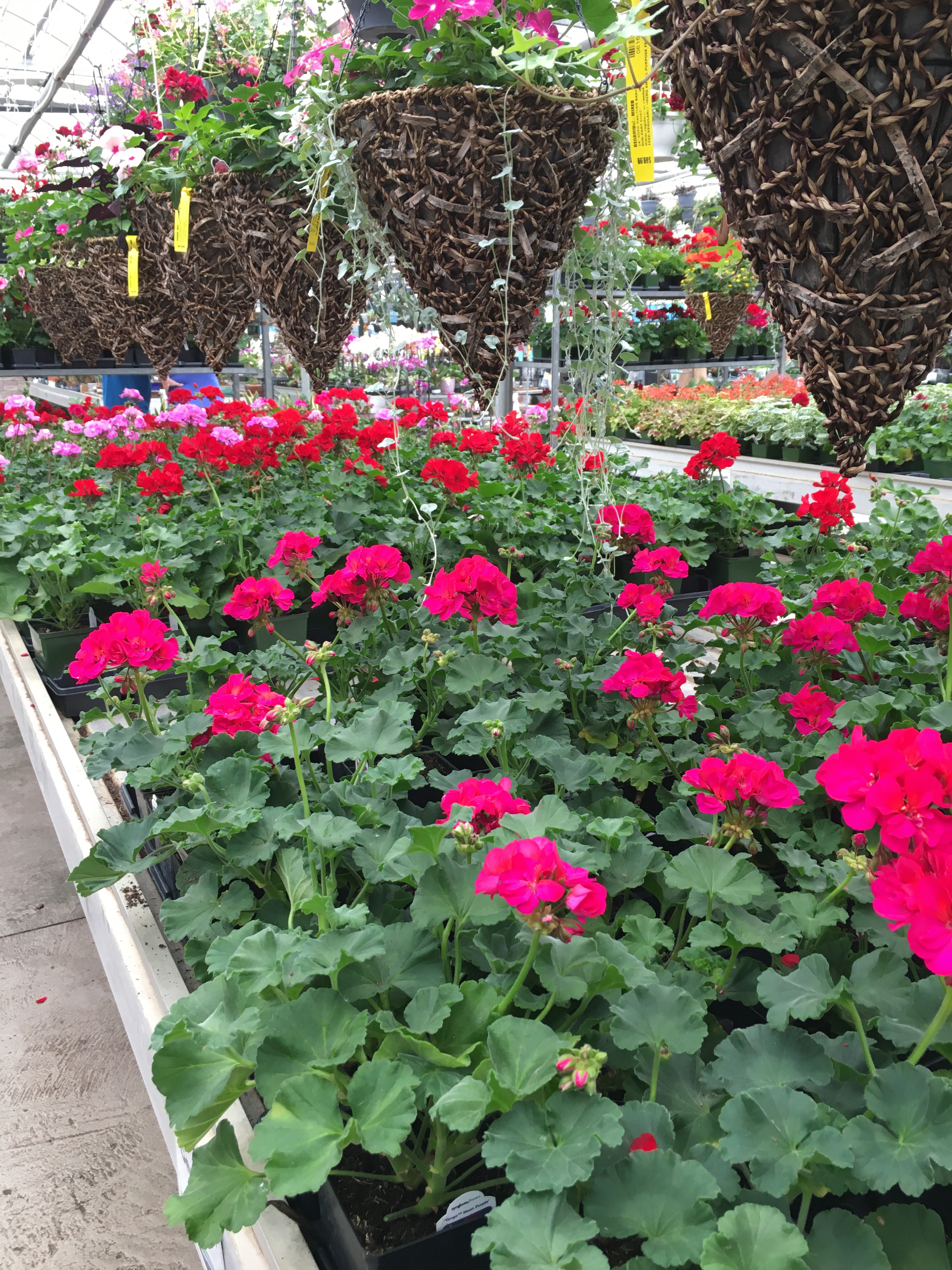Choosing the Right Geranium (Pelargonium) for Your Home Garden ...