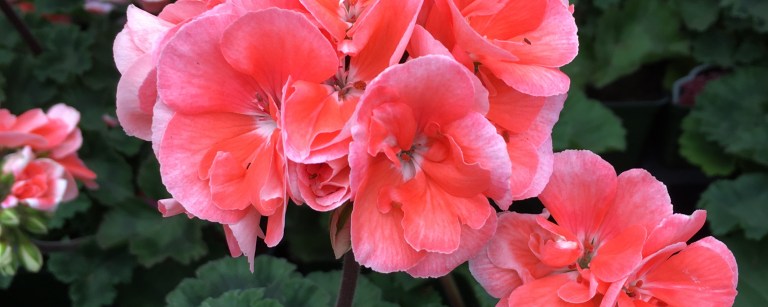 Choosing the Right Geranium (Pelargonium) for Your Home Garden ...