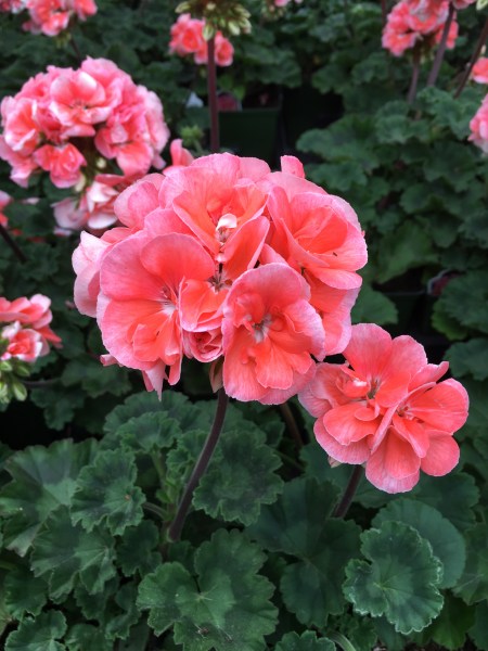 Choosing the Right Geranium (Pelargonium) for Your Home Garden ...