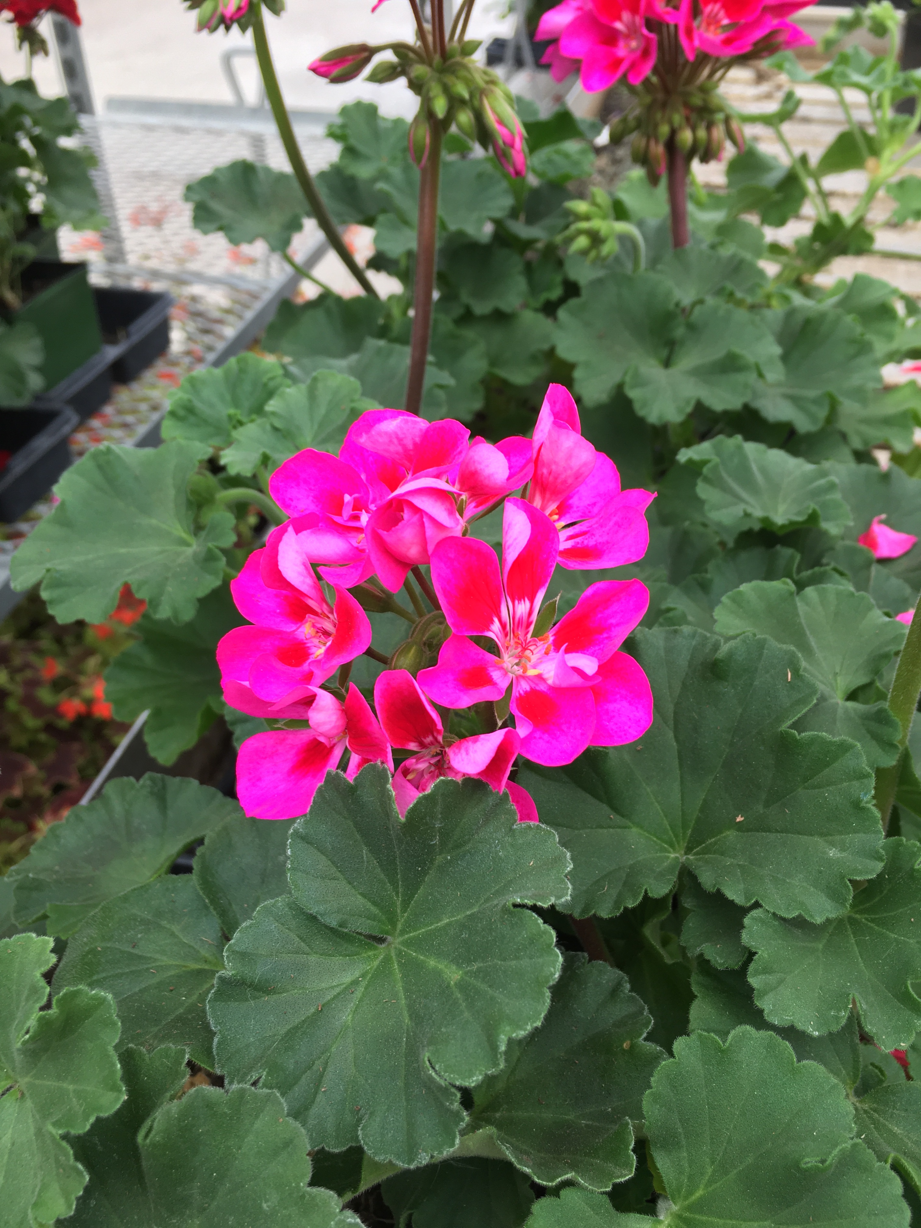 Choosing the Right Geranium (Pelargonium) for Your Home Garden ...