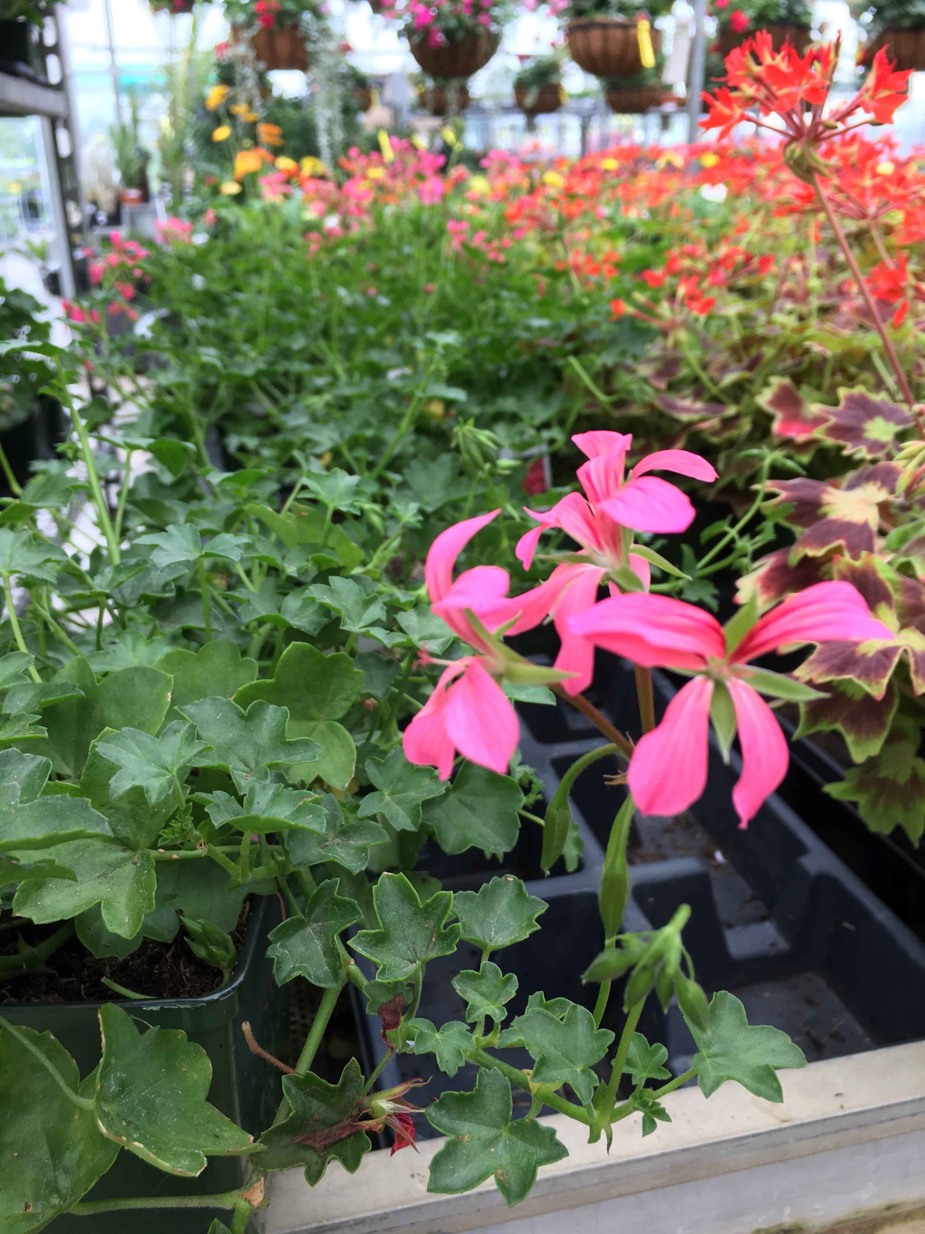 Choosing the Right Geranium (Pelargonium) for Your Home Garden ...
