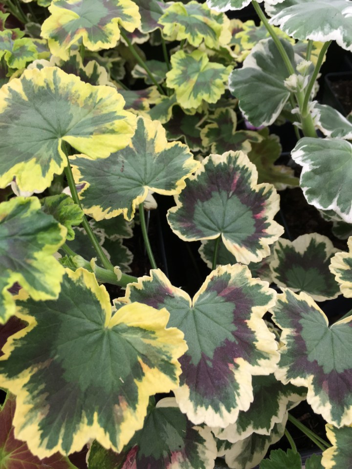 Choosing the Right Geranium (Pelargonium) for Your Home Garden ...