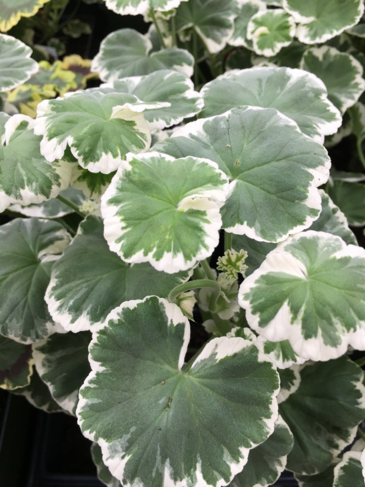 Choosing the Right Geranium (Pelargonium) for Your Home Garden ...
