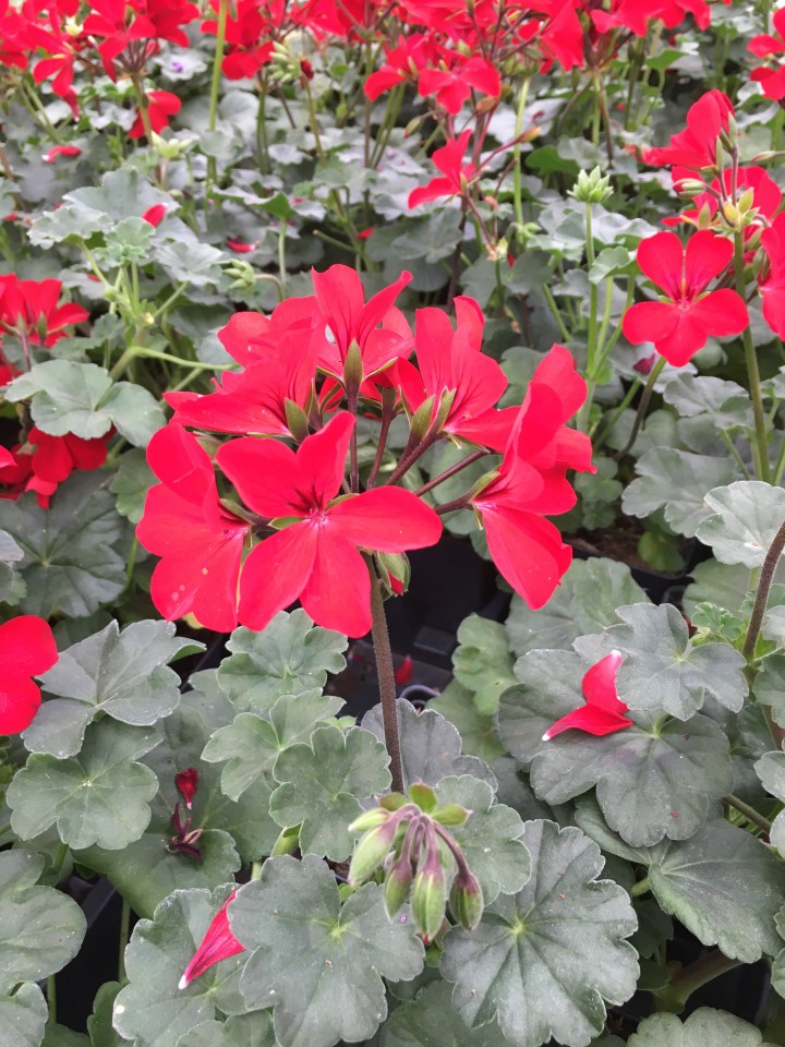 Choosing the Right Geranium (Pelargonium) for Your Home Garden ...