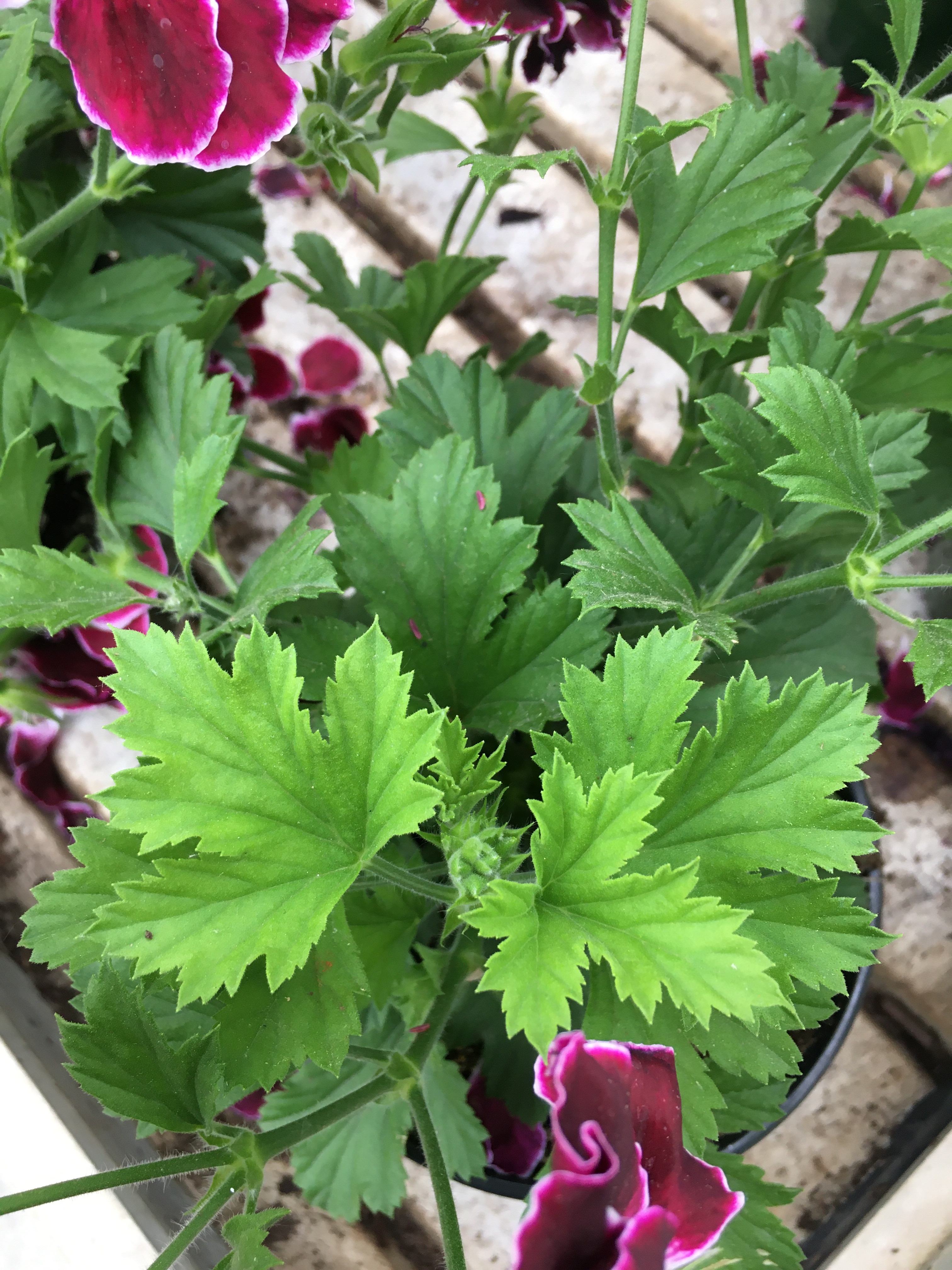 Choosing the Right Geranium (Pelargonium) for Your Home Garden ...