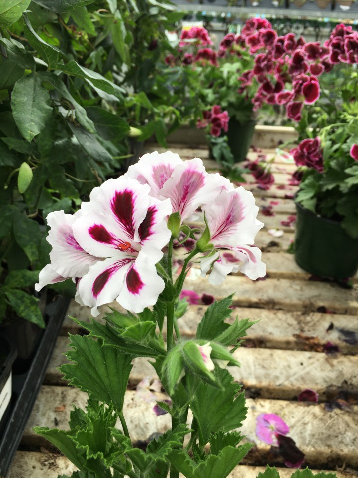 Choosing the Right Geranium (Pelargonium) for Your Home Garden ...