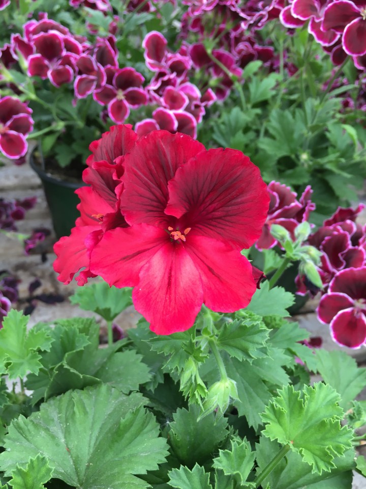 Choosing the Right Geranium (Pelargonium) for Your Home Garden ...