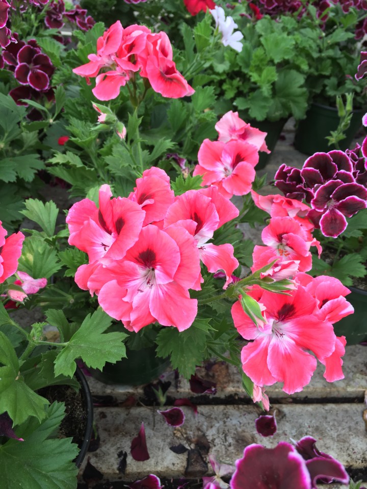 Choosing the Right Geranium (Pelargonium) for Your Home Garden ...