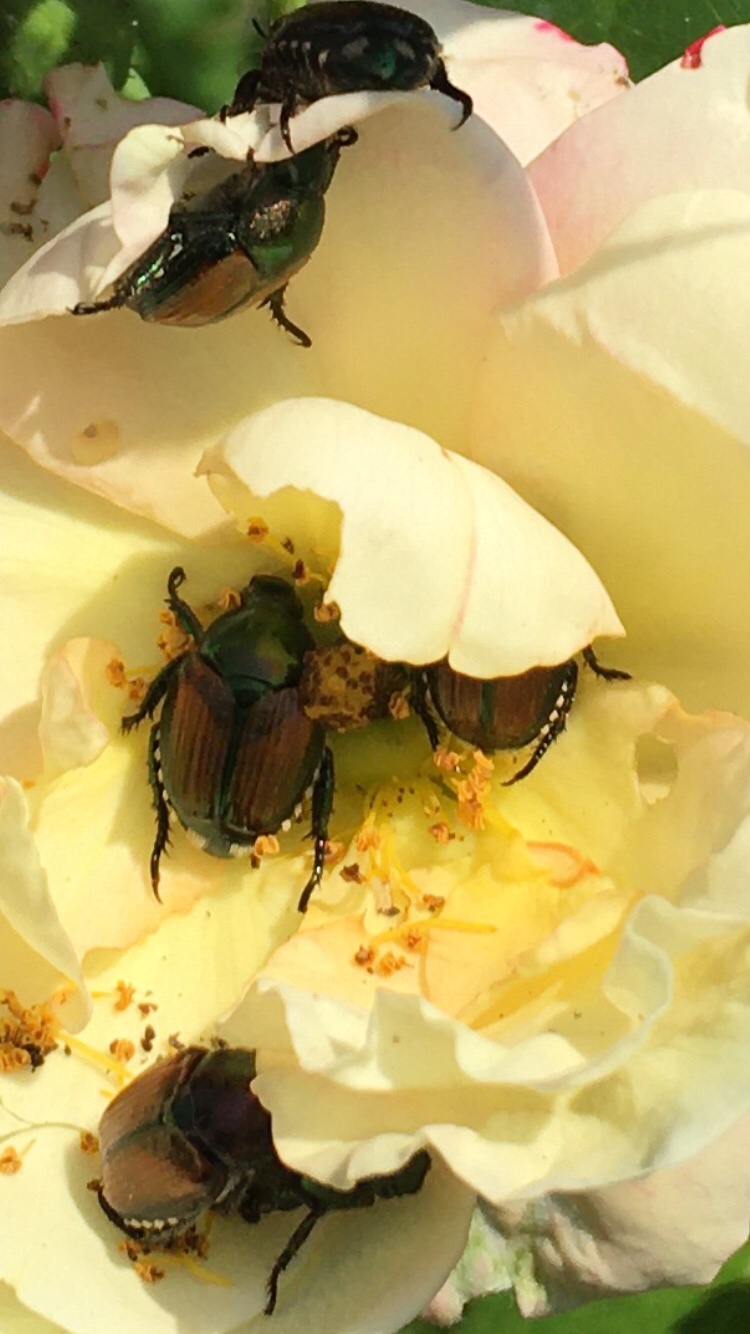 Japanese Beetles – Horticulture For Home Gardeners