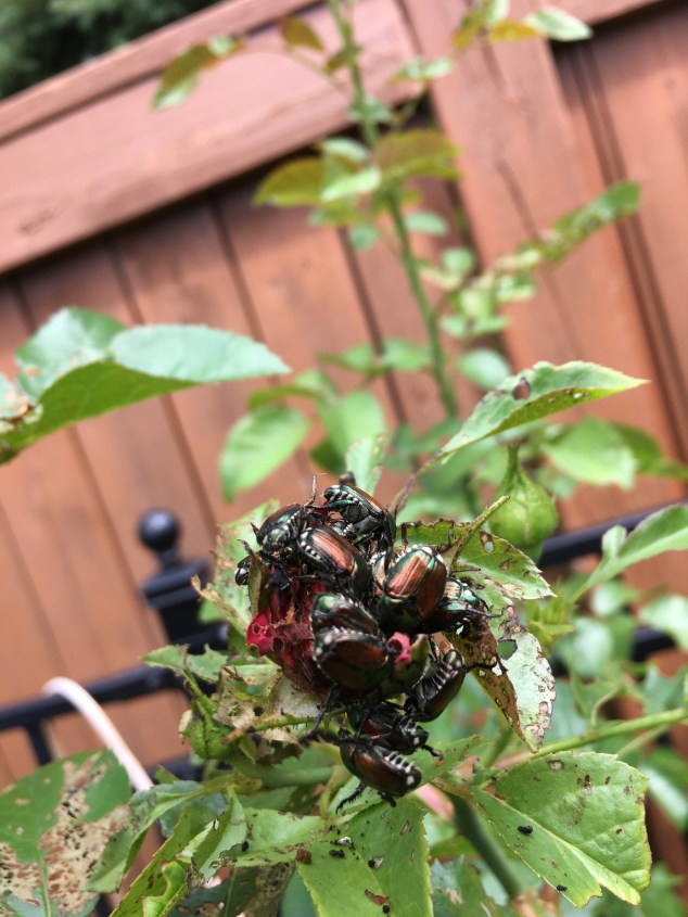 Japanese Beetles – Horticulture For Home Gardeners