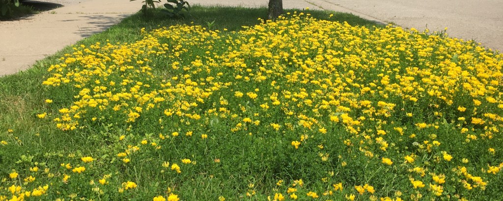 20 Common Summer Weeds In Ontario – Horticulture For Home Gardeners