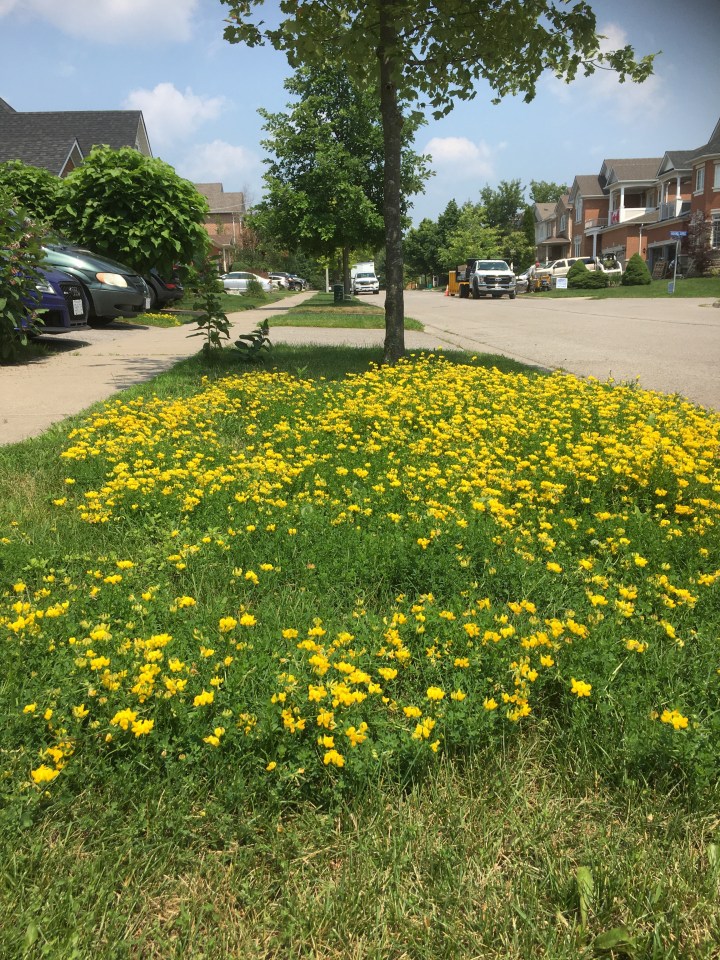 20 Common Summer Weeds In Ontario – Horticulture For Home Gardeners